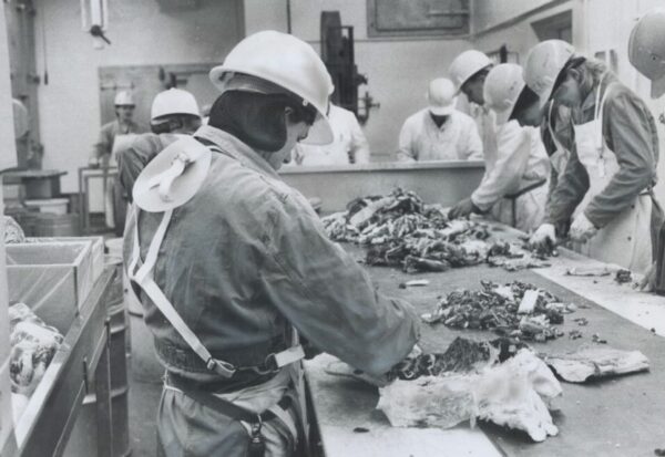 Convicts offered as workers in commercial abattoirs - EVOLVE